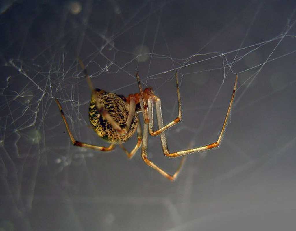 The Big List Of Spiders Found In Michigan | Blog